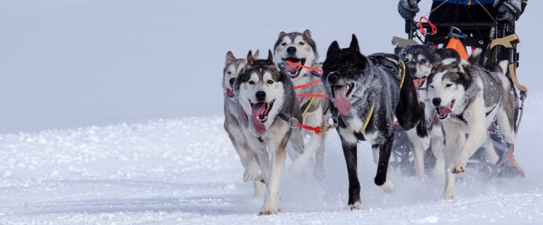 12 Traits of the Siberian Husky that you need to know before adopting ...