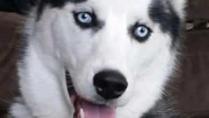 What is Snow Nose in Husky Dogs? - Hike With Halo